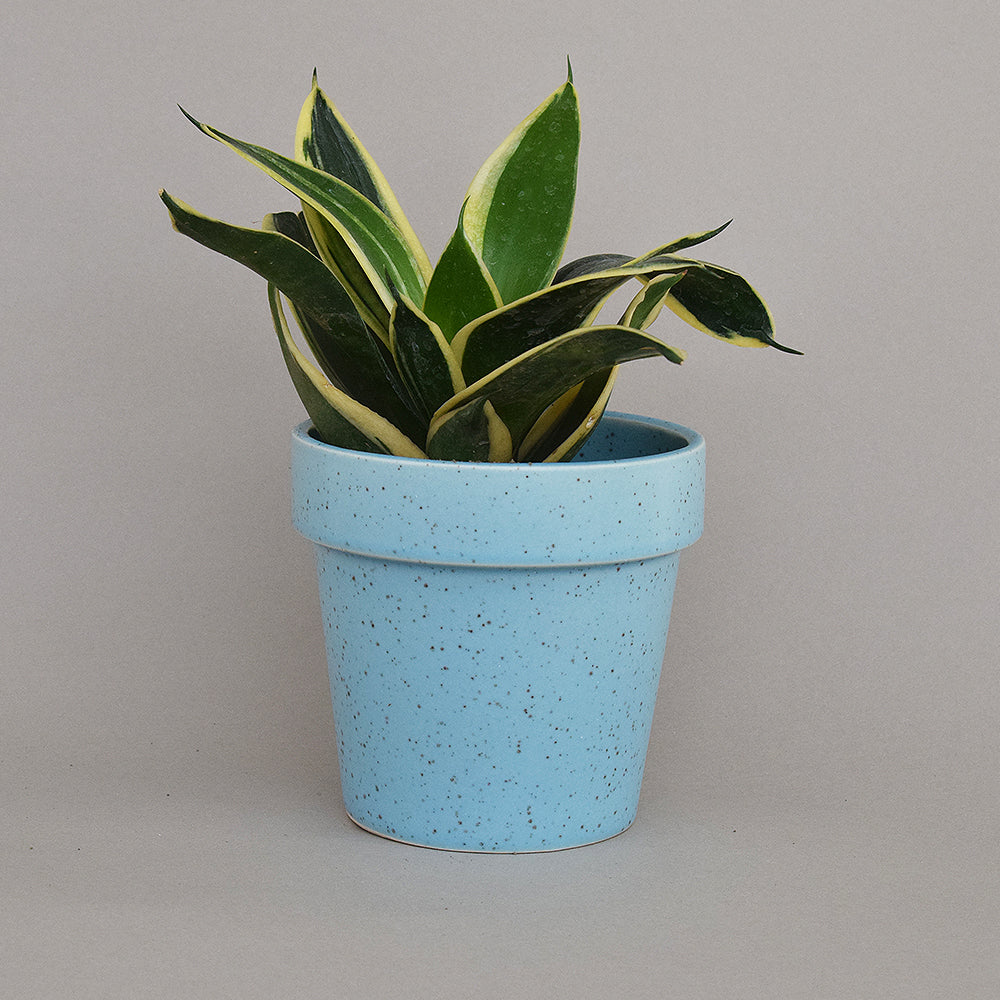 Cuban Blue Planter With Voguish Gold Stand – The Blooming Bagh