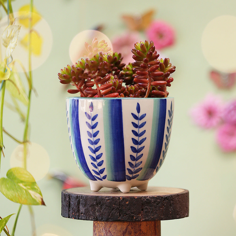 Aquatic Sea Planter – The Blooming Bagh